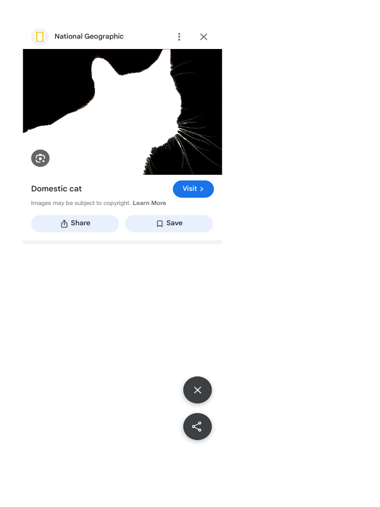 Cat - Google Search | PDF