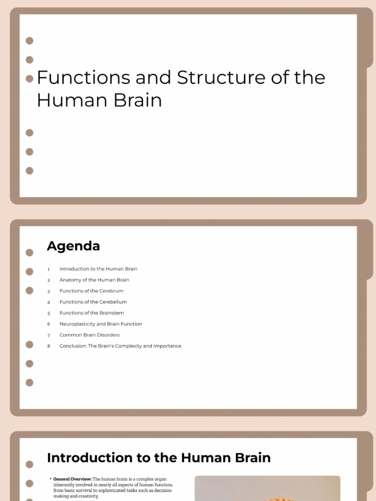 Functions and Structure of The Human Brain | PDF