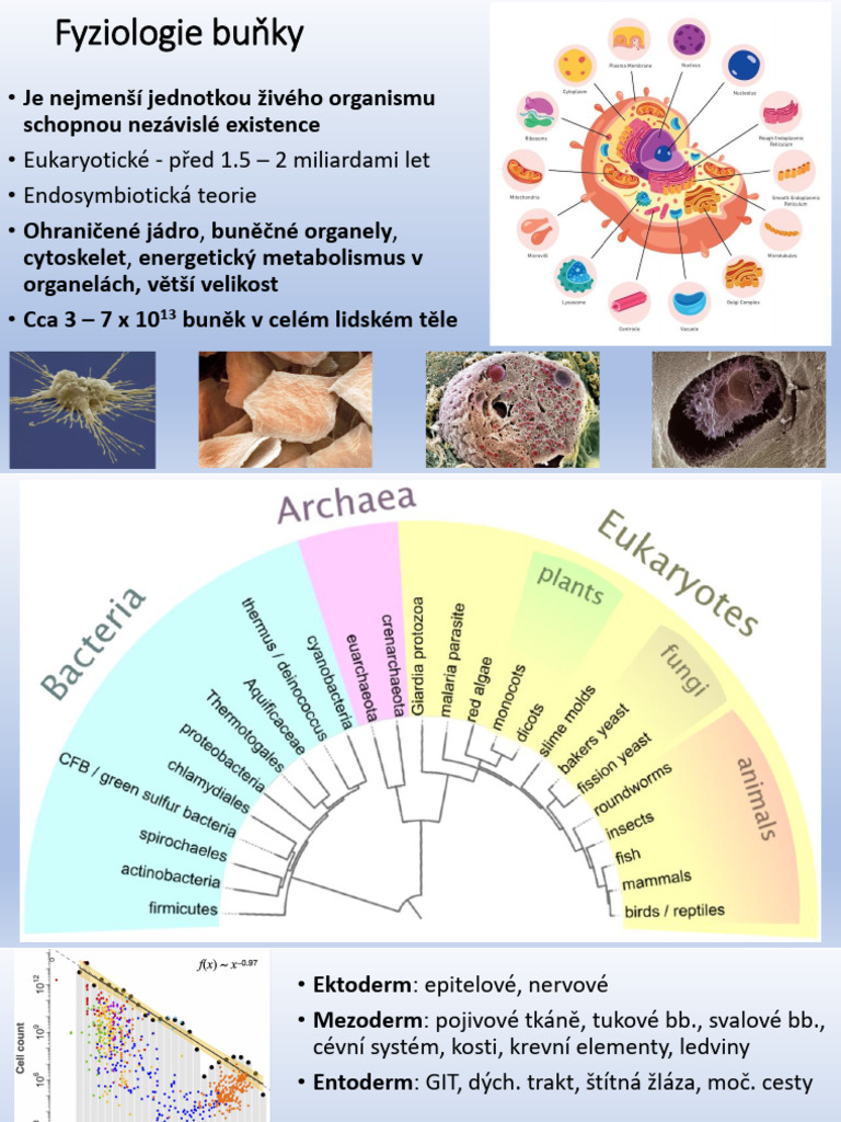 Bunka Organely Ziv - Cyklus Cytoskelet Apoptoza Nekroza 2024 | PDF