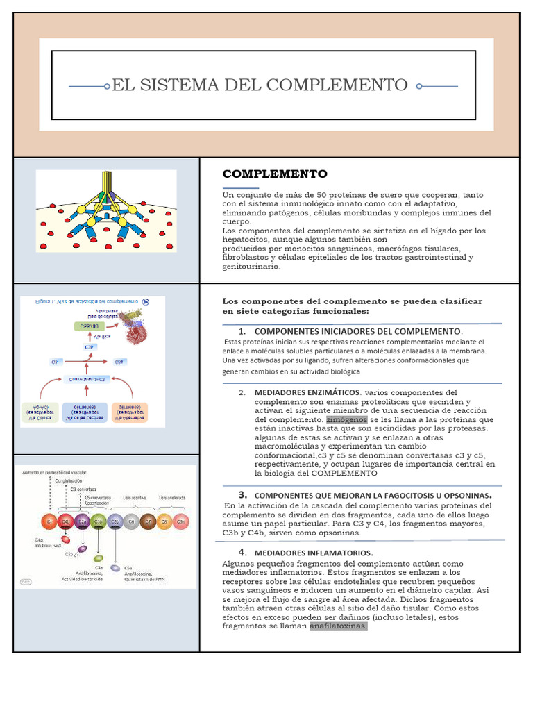 Sistema del Complemento: Funciones y Vías | PDF | Sistema complementario | Inmunología