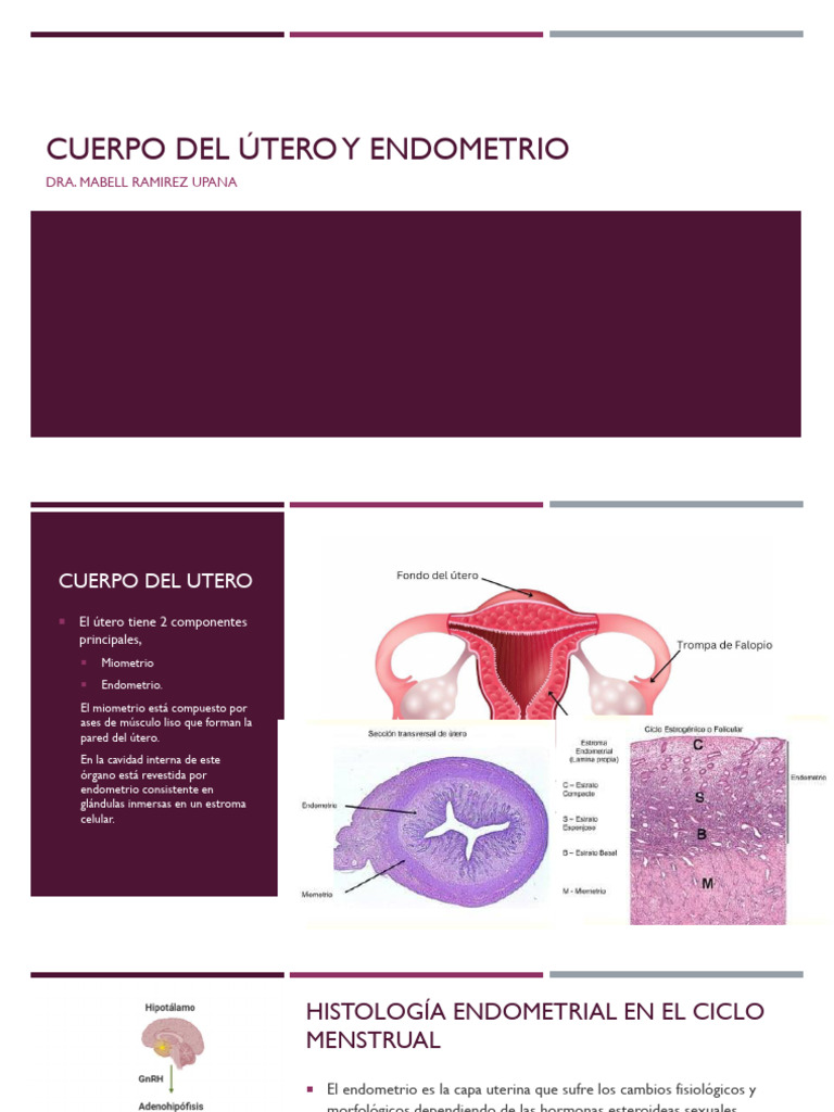 Cuerpo de Utero y Endometrio 2 | PDF | Ciclo menstrual | Ovario