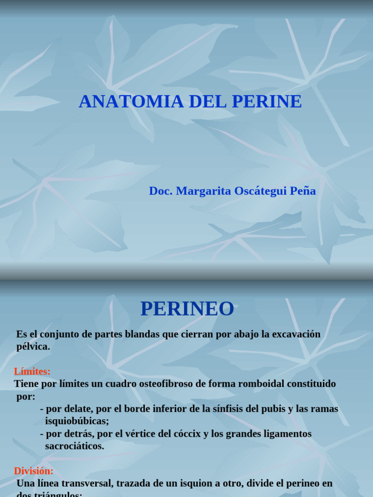 Anatomía del Perineo y sus Estructuras | PDF | Pelvis | Sistema ...