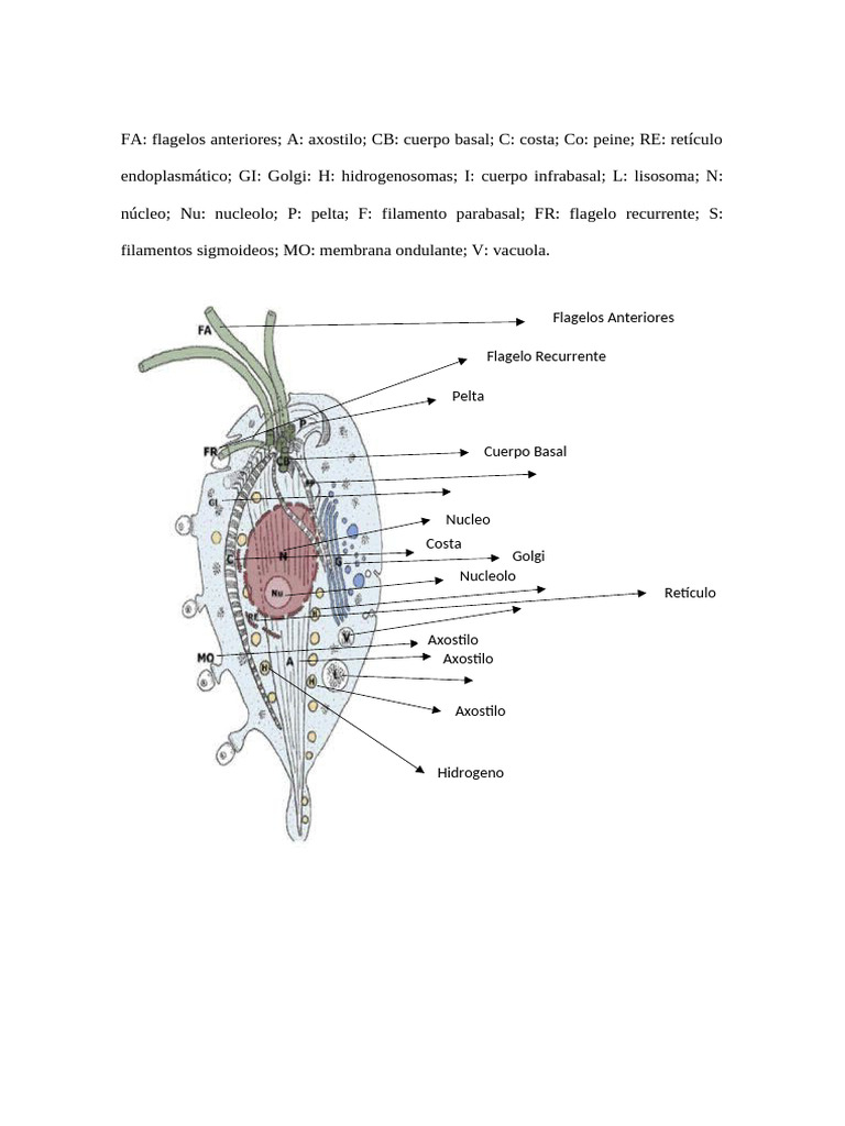 Estructura Celular: Flagelos y Organelos | PDF