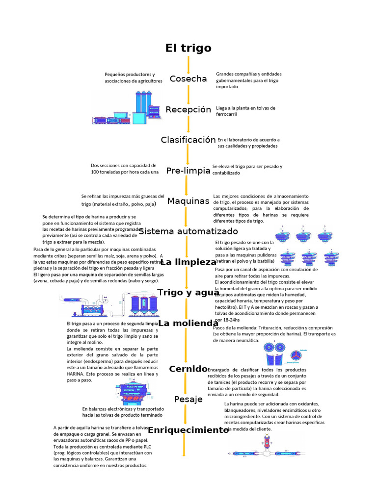 Proceso Productivo del Trigo Paso a Paso | PDF | Trigo | Harina