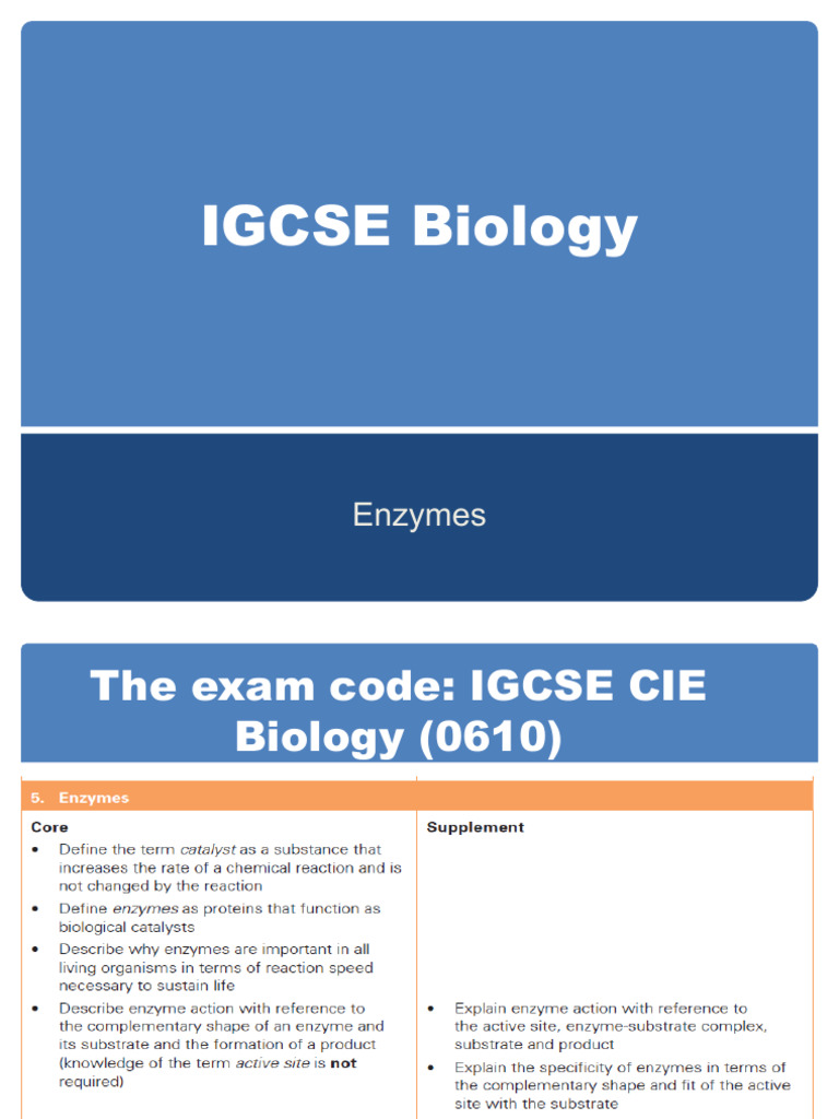 01 - Enzymes (2023-2024) | PDF | Enzyme | Enzyme Assay