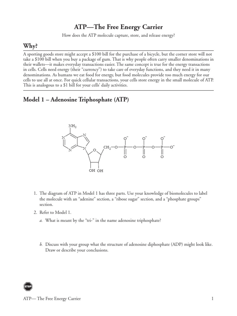 ATP-The Free Energy Carrier POGIL Student | PDF | Adenosine ...