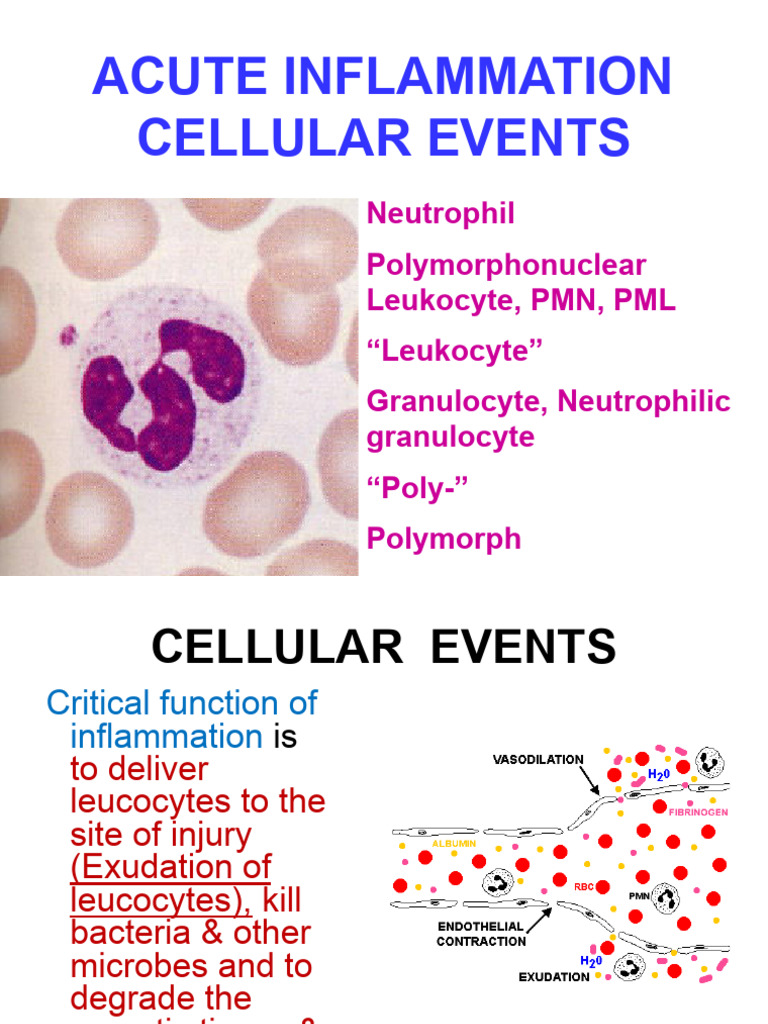 Acute Inflammation: Cellular Mechanisms | PDF | Cell Adhesion | Chemotaxis