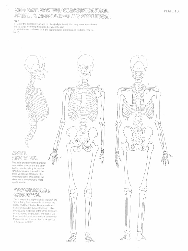 Skeleton | PDF