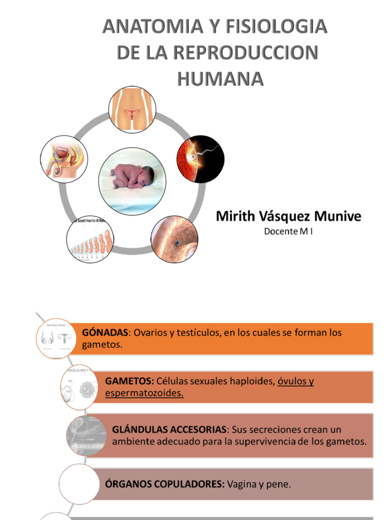 Anatomia y Fisiologia de La Reproduccion Humana | PDF | La sexualidad humana | Vagina