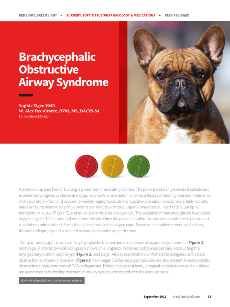 Brachycephalic Airway Syndrome in Dogs | PDF | Drugs | Clinical Medicine