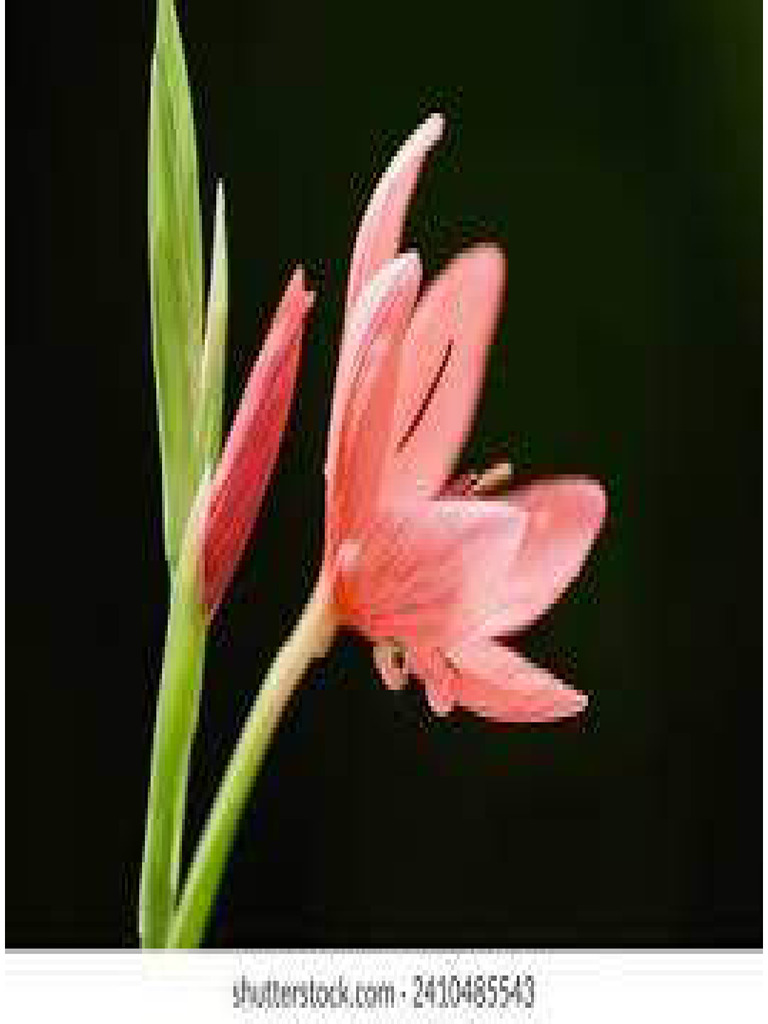 Flower Pink | PDF