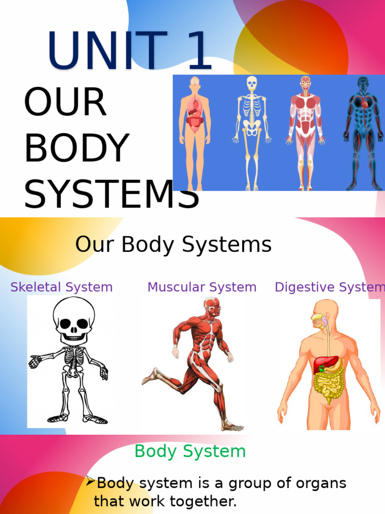 Unit 1 Body Systems | PDF | Digestion | Skeleton