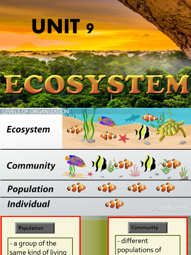 UNIT 9 ECOSYSTEM | PDF | Rainforest | Canopy (Biology)