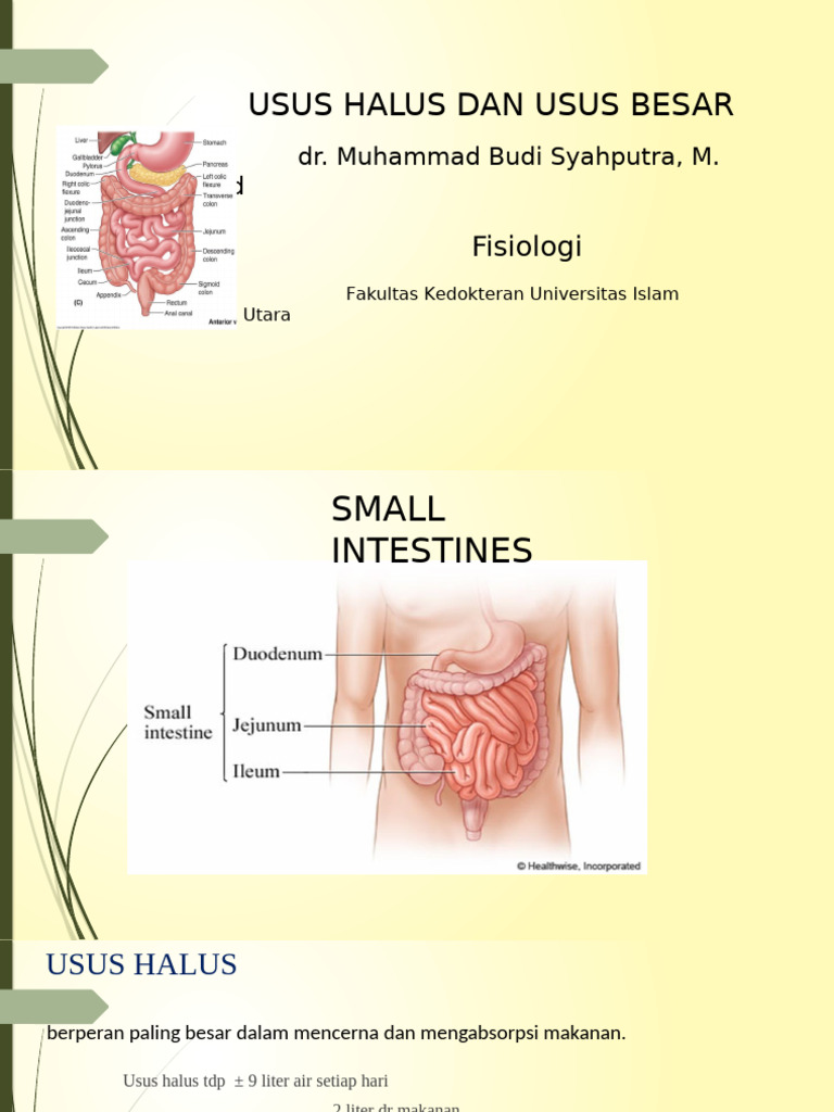 Fisiologi Usus Halus dan Besar | PDF