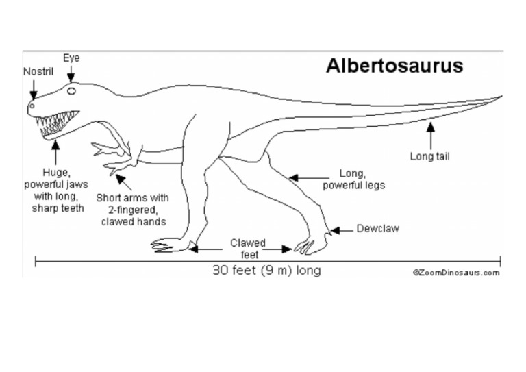 Albertosaurus Drawing | PDF