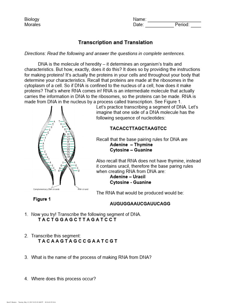 Dna Transcription And Translation Guide Pdf Translation Biology Rna