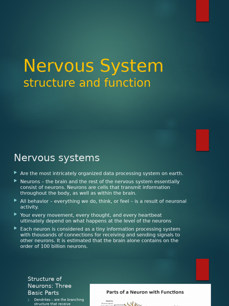 Nervous System 1 | PDF | Nervous System | Neuron