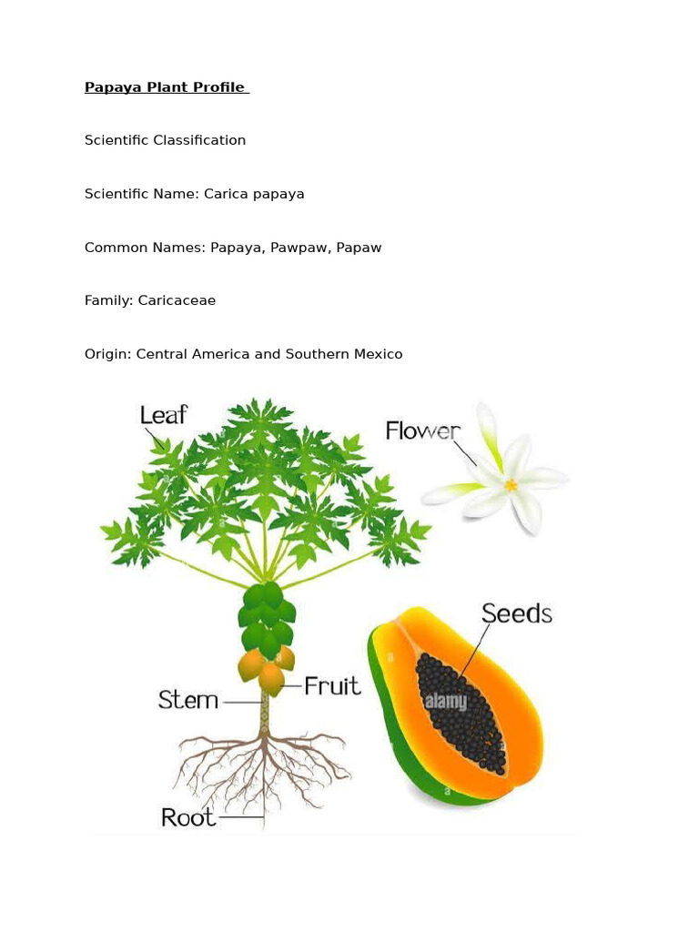 Papaya Plant Characteristics and Care | PDF