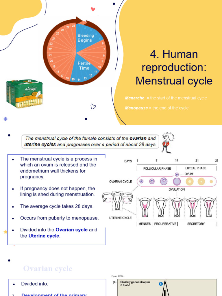 5 Menstrual Cycle Pdf Menstrual Cycle Luteinizing Hormone