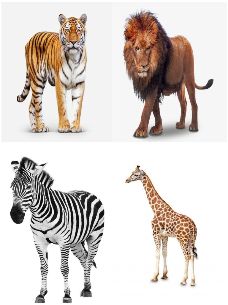 Zoo Animals | PDF