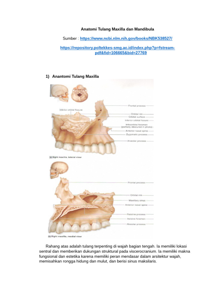 Anatomi Maksila & Mandibula | PDF