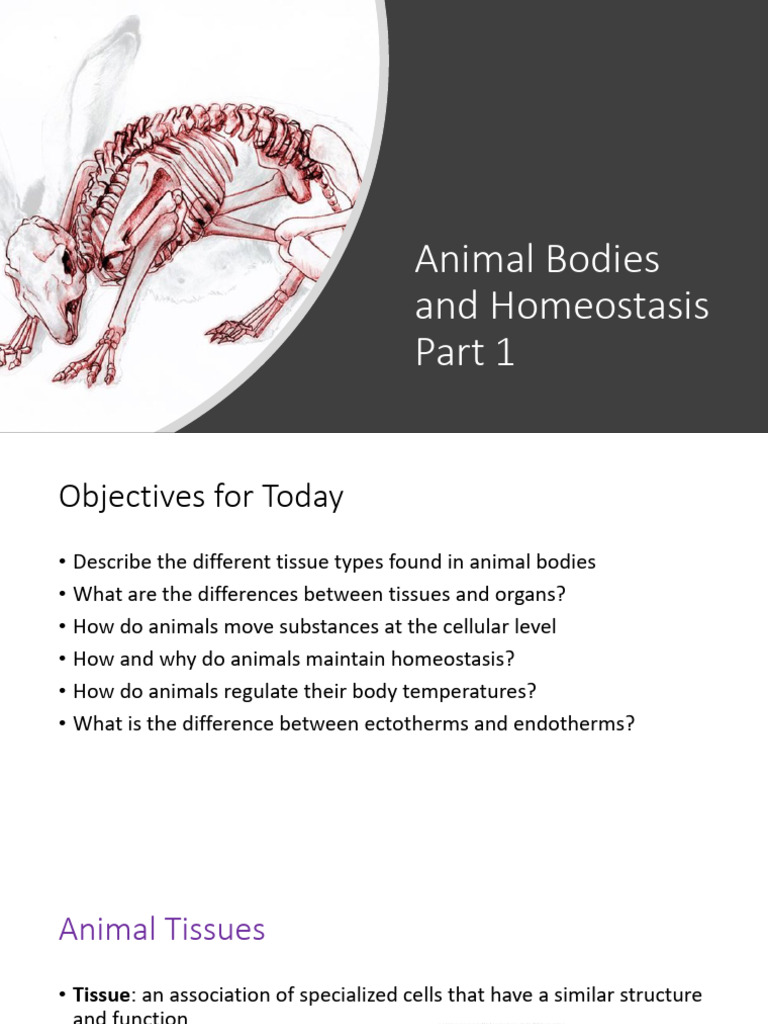 Animal Bodies and Homeostasis | PDF | Thermoregulation | Tissue (Biology)