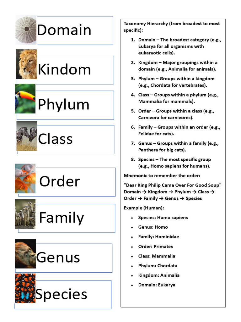Taxonomy Hierarchy Explained | PDF