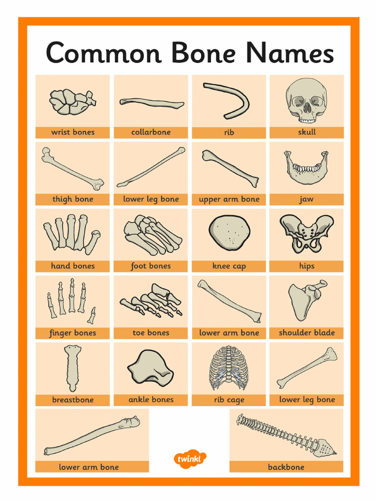Common Bone Names Word Grid A4 | PDF