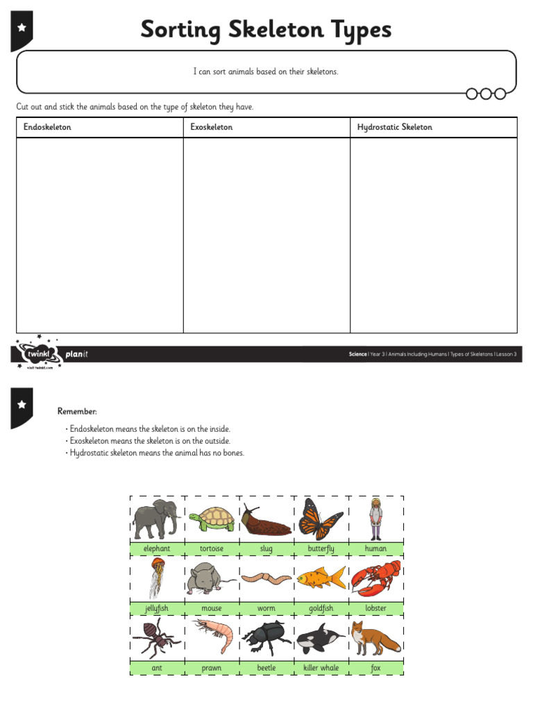 Activity Sheet Sorting Skeletons | PDF | Skeleton | Musculoskeletal System