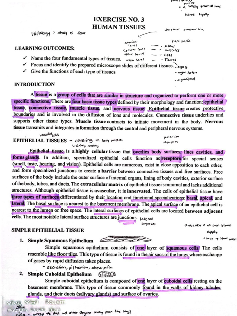 Histology Tissue Notes From AnaPhy | PDF