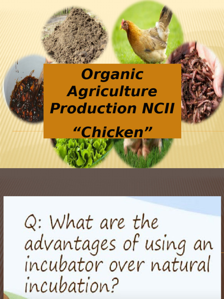 Chicken - Oap Reviewer | PDF