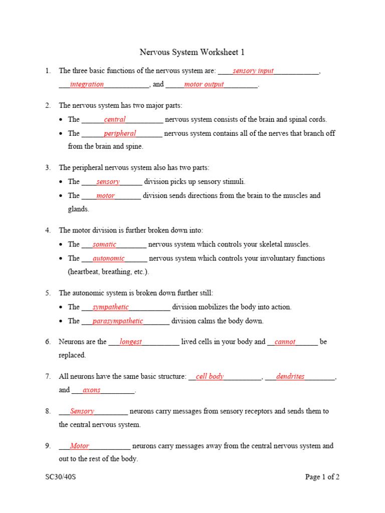 Nervous System Worksheet 1 Answers | PDF | Nervous System | Neuron