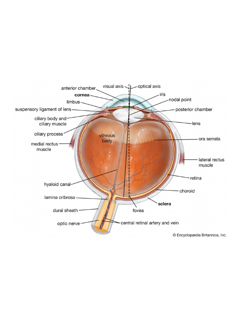 Cross Section Human Eye Axis Structures | PDF