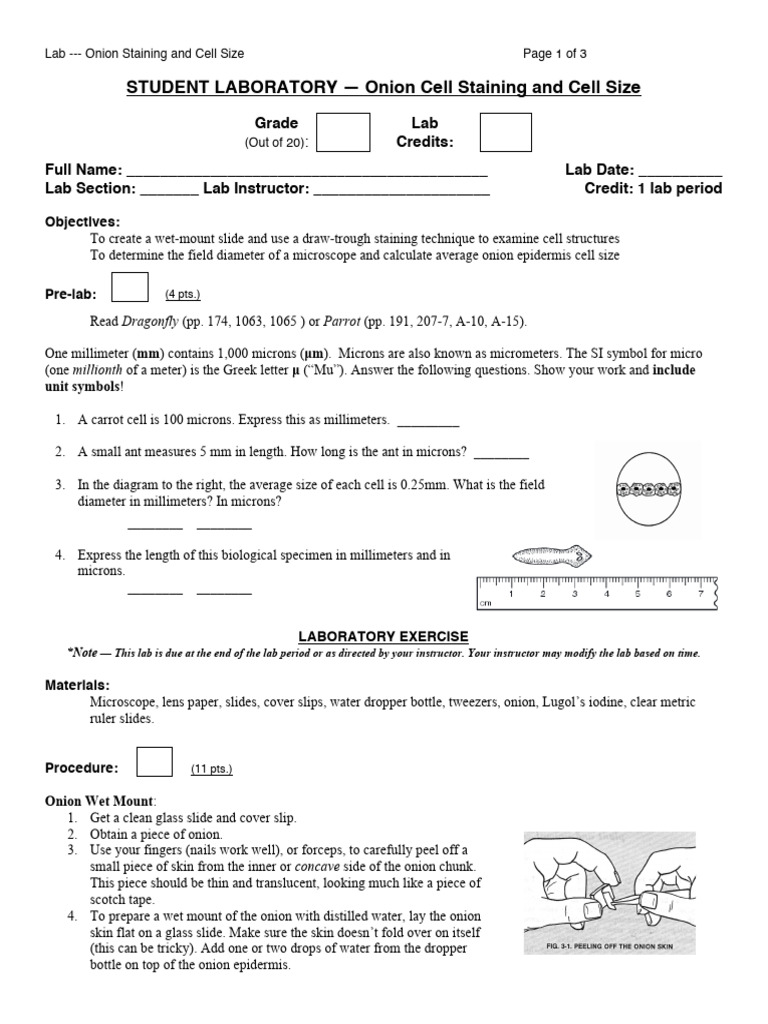 Onion Staining and Cell Size | PDF | Microscopy