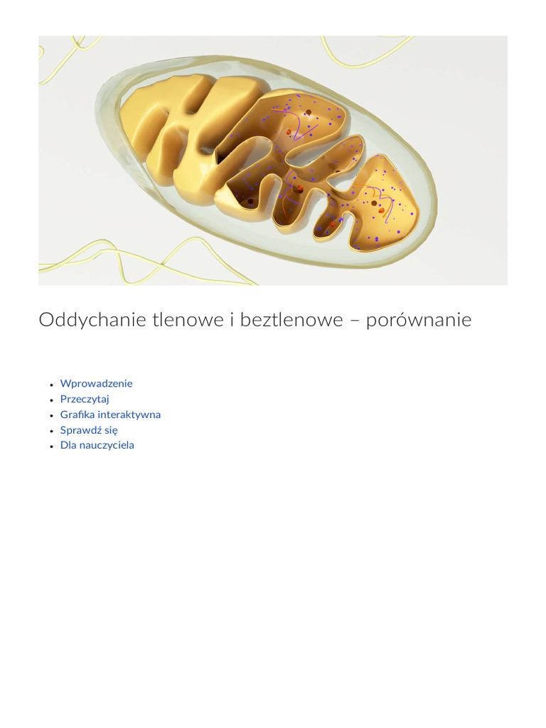 Oddychanie Tlenowe I Beztlenowe Porownanie | PDF