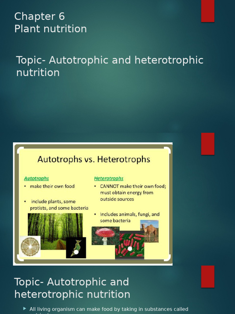 Chapter 6 Plant Nutrition | PDF | Leaf | Photosynthesis