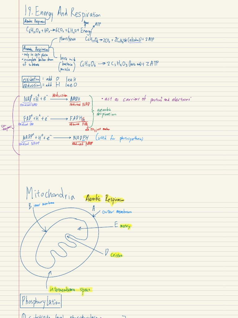 Cellular Respiration Overview | PDF | Cellular Respiration | Adenosine ...
