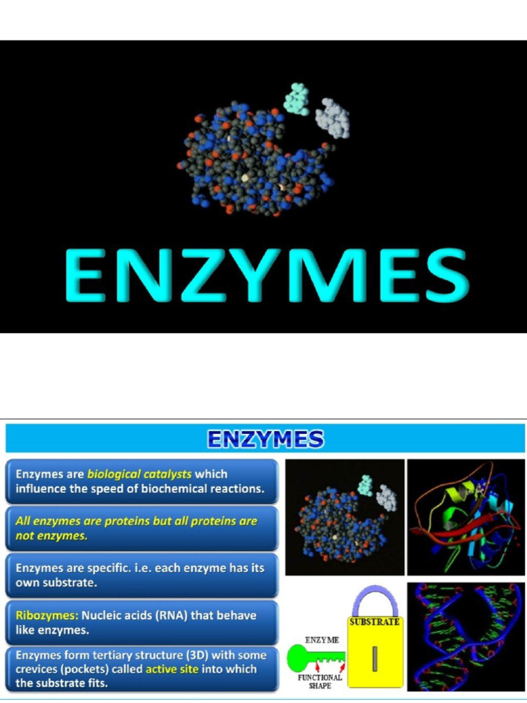 Enzyme Class 11 Bio | PDF