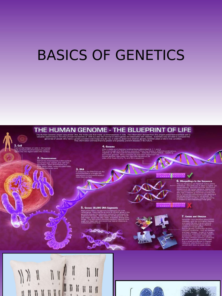 Genetics Basics: DNA Structure & Inheritance | PDF | Dominance ...