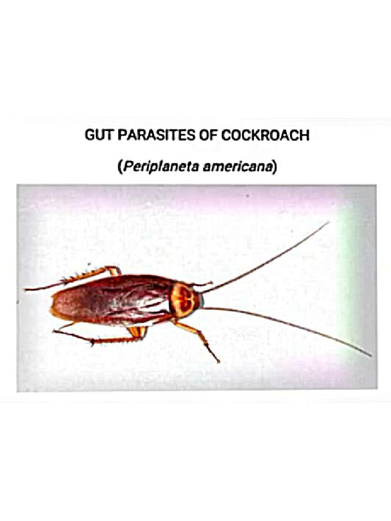 Gut Parasites of Cockroach | PDF