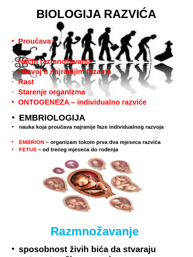 Embrionalno Razvice | PDF