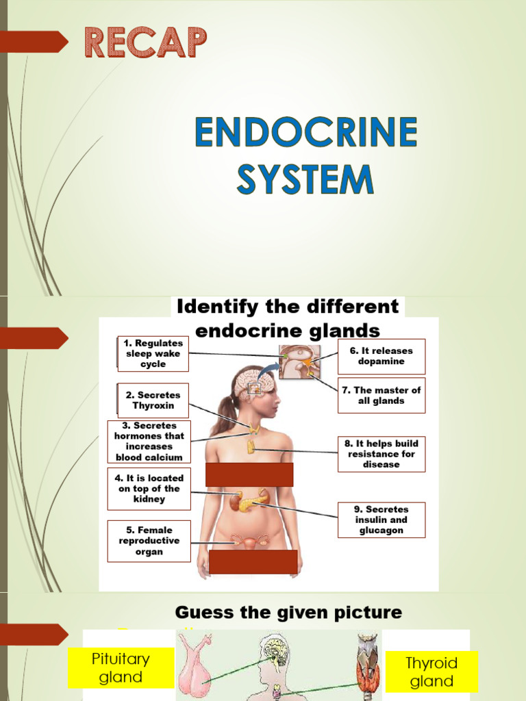 Lesson 2. Reprductive System | PDF | Reproductive System | Uterus