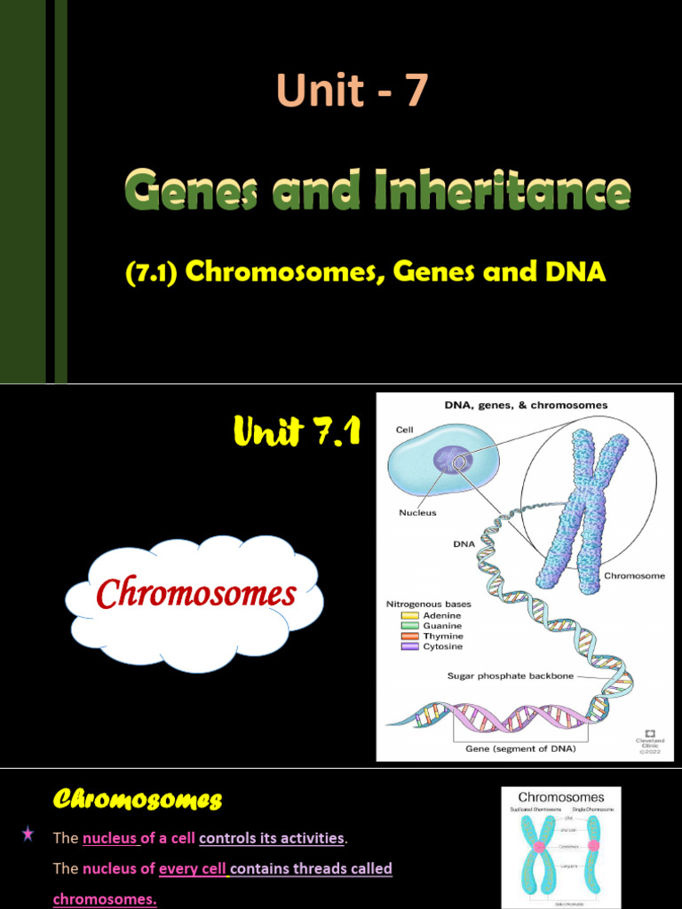 Understanding Genes and Chromosomes | PDF | Chromosome | Dna