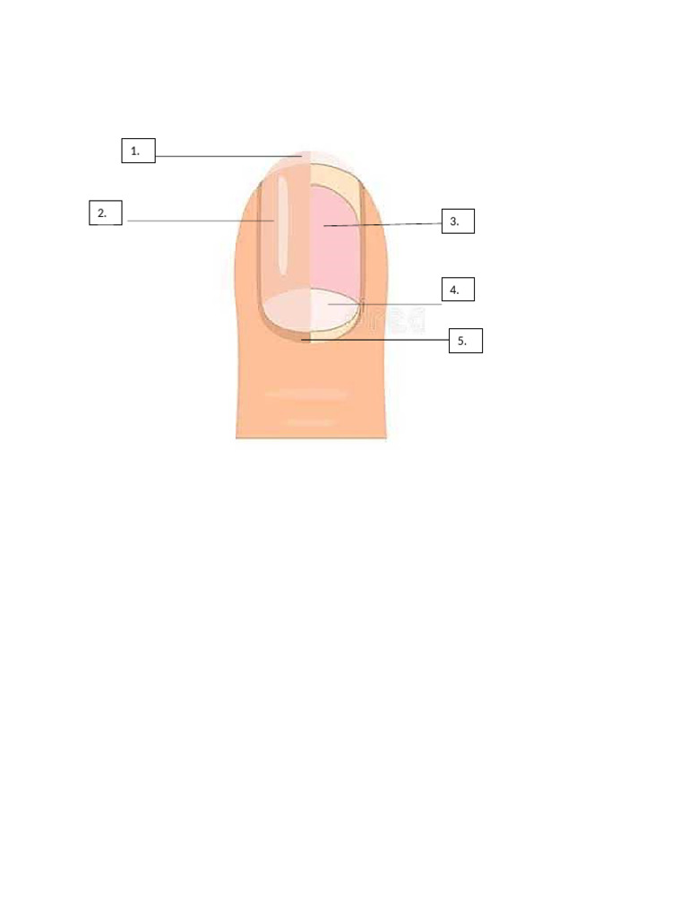 Part of The Nails | PDF