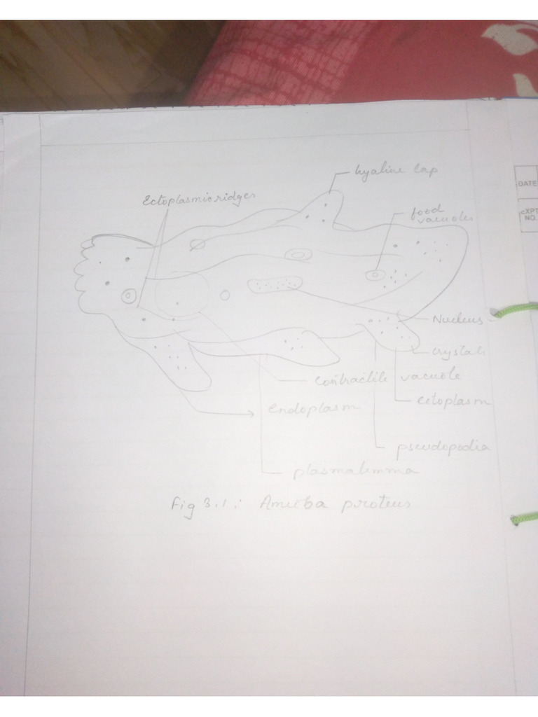 Bio Lab HHW - 240716 - 181116 | PDF