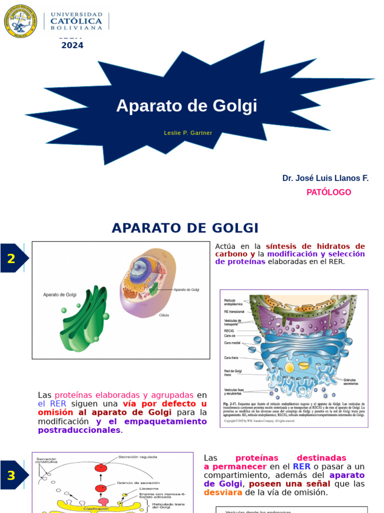 CAP 2C A Golgi de Histologia | PDF | Citoplasma | Lisosoma