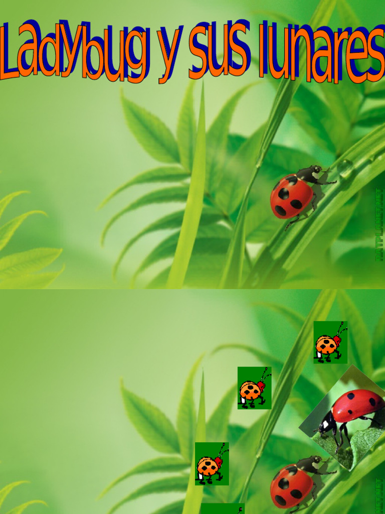 Ladybug | PDF