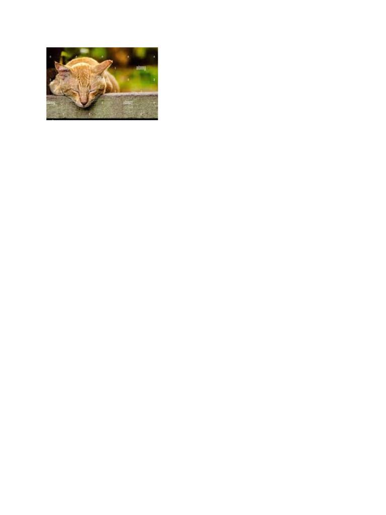 Image of A Cat | PDF