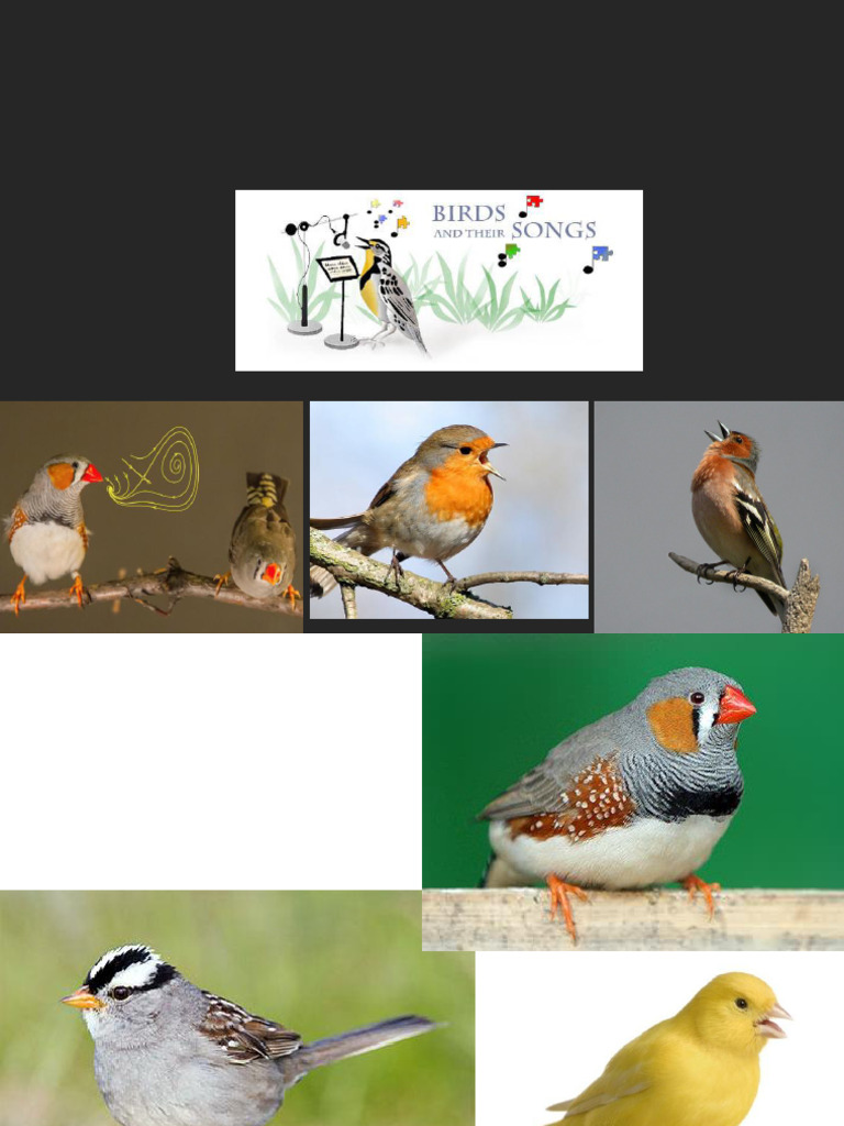 Comportamiento Animal CANTO PÁJAROS | PDF | Conceptos psicologicos ...