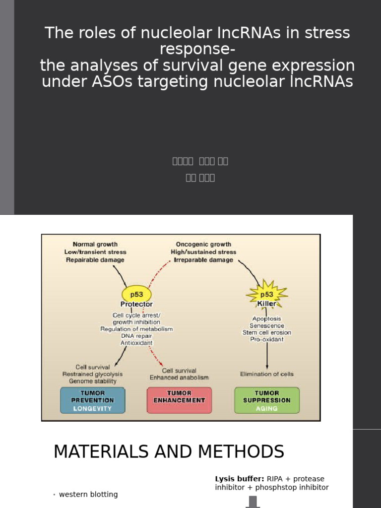 Nucleolar lncRNAs in Stress Response | PDF